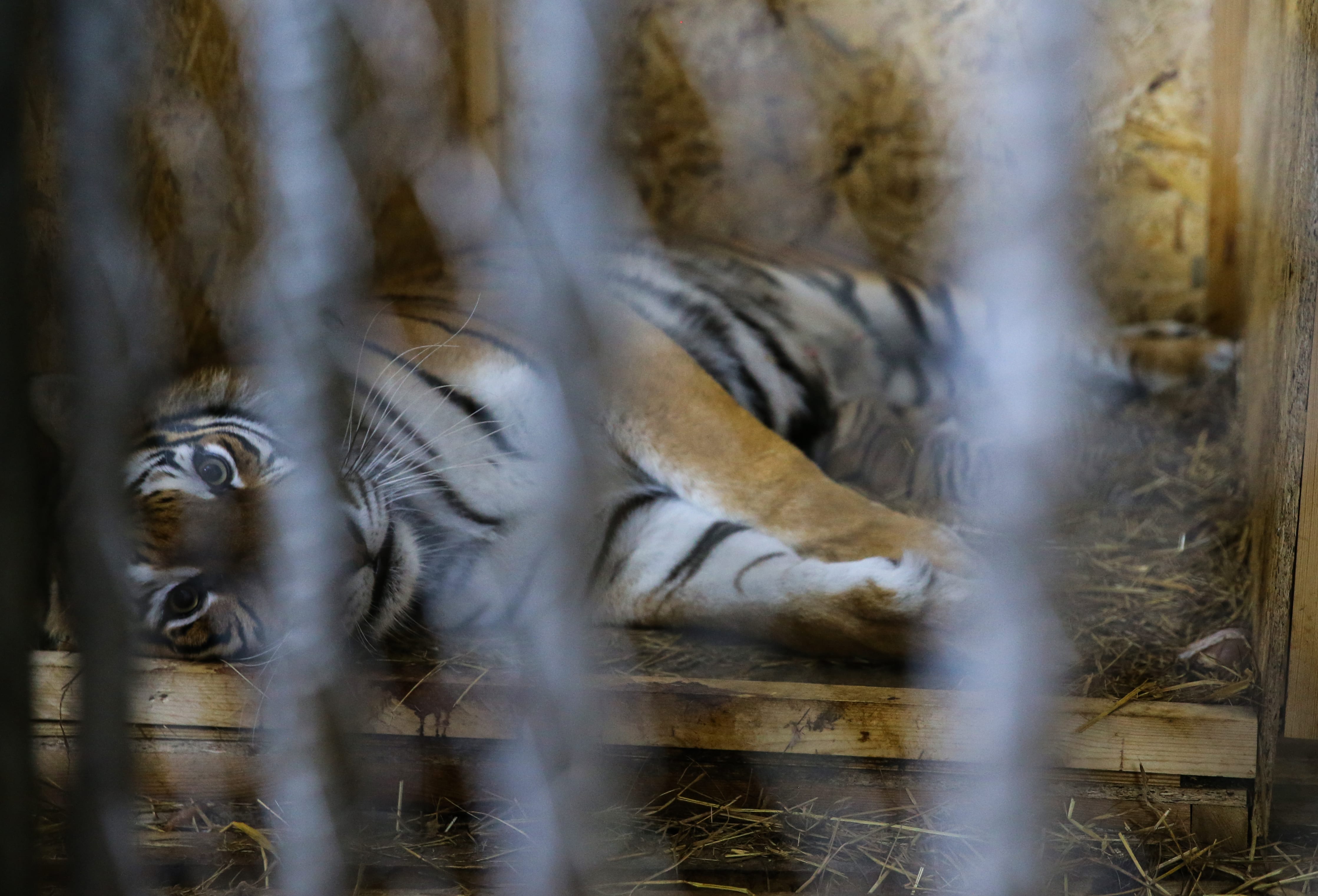 First look at the new Bengal tiger cubs in Istanbul – Middle East Monitor