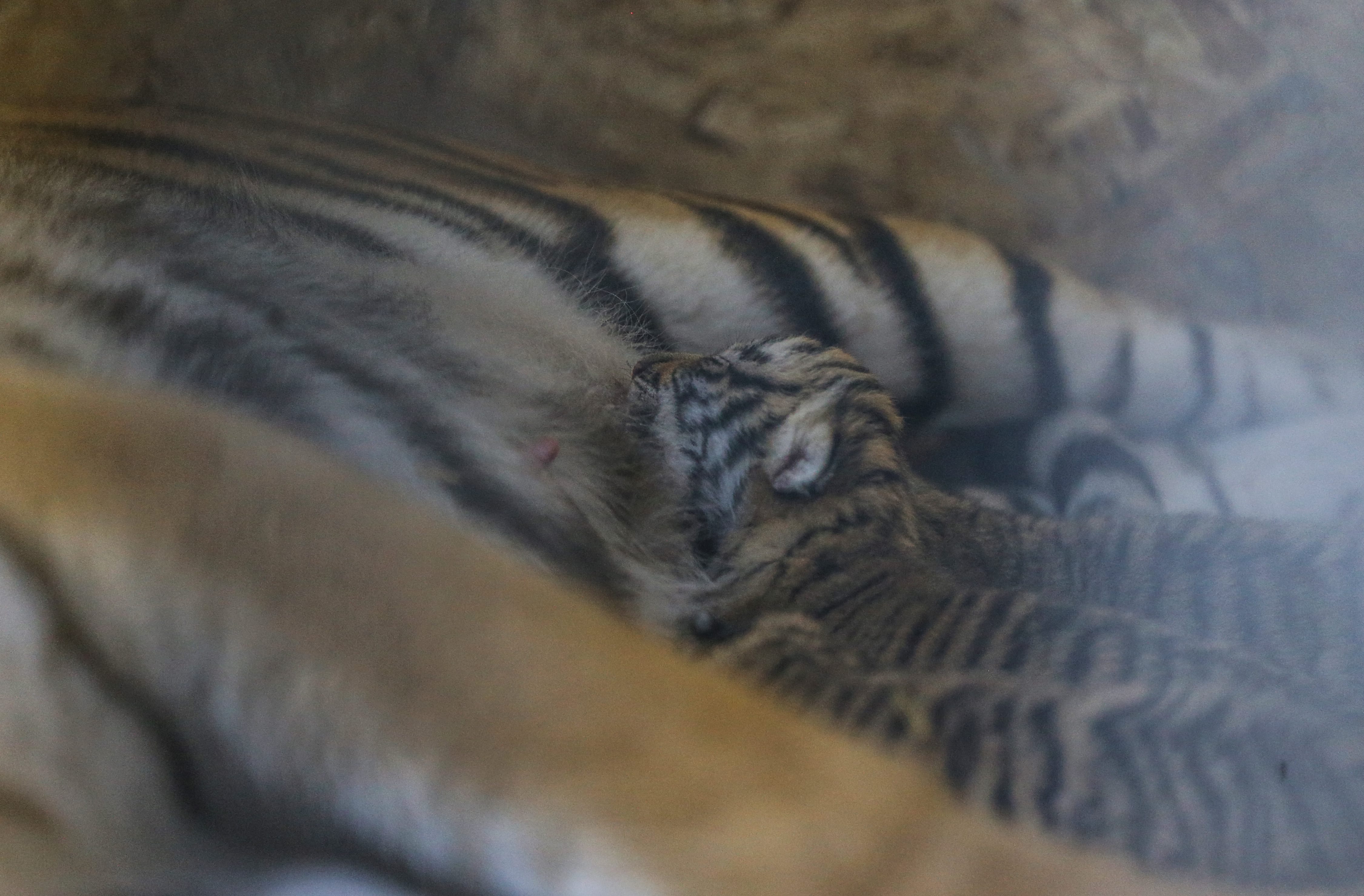 First look at the new Bengal tiger cubs in Istanbul – Middle East Monitor