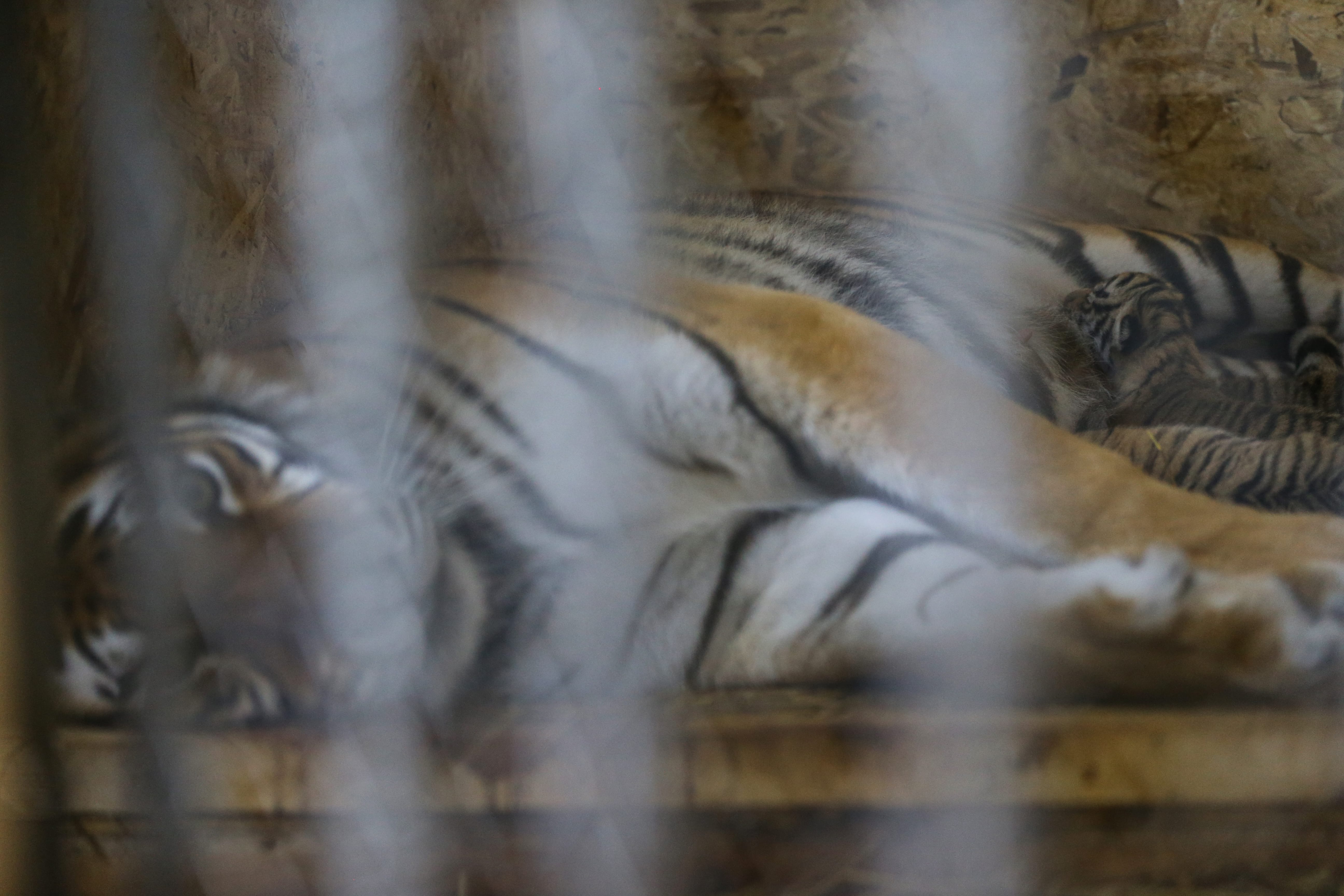 First look at the new Bengal tiger cubs in Istanbul – Middle East Monitor