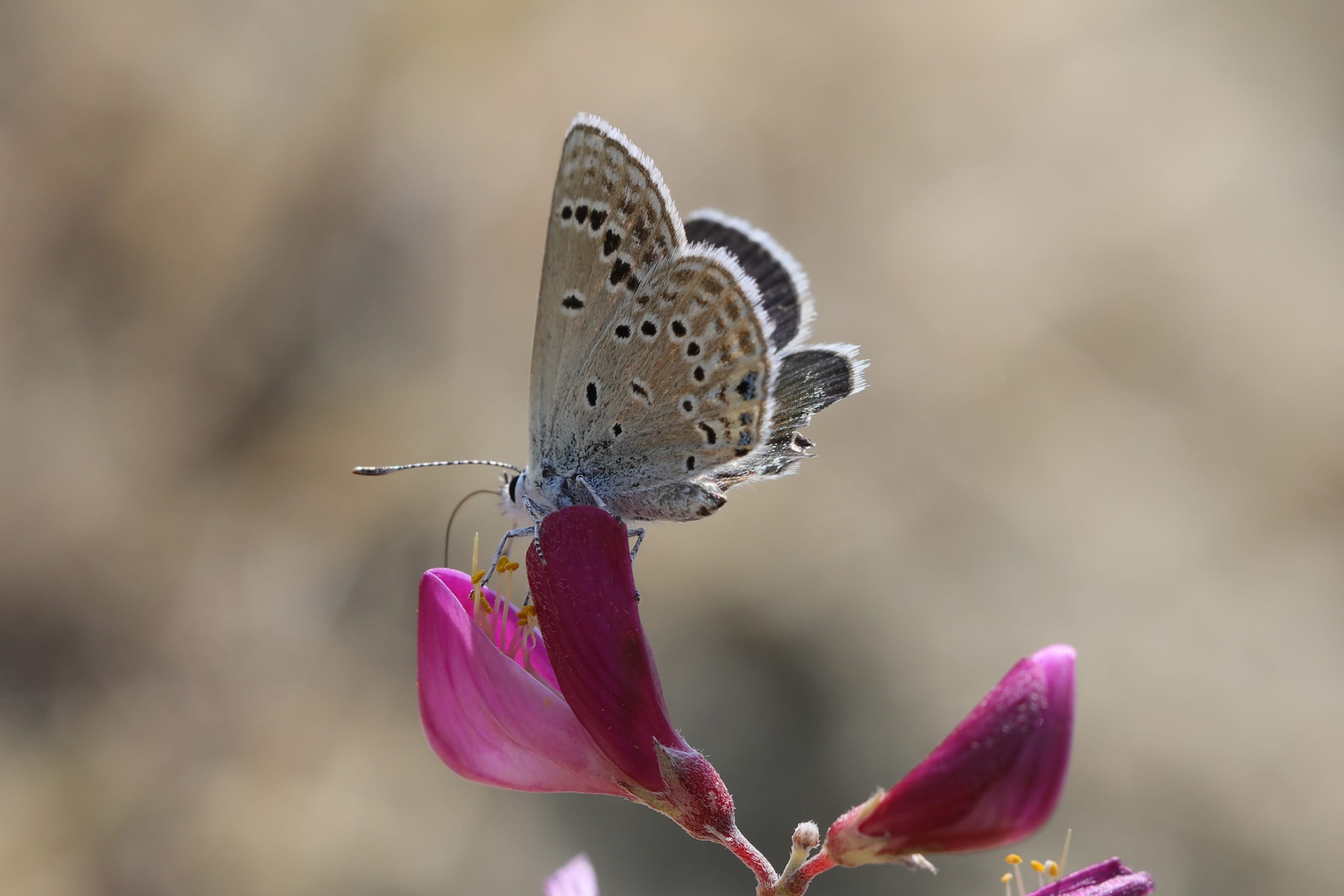 Butterflies flutter by in Turkey – Middle East Monitor