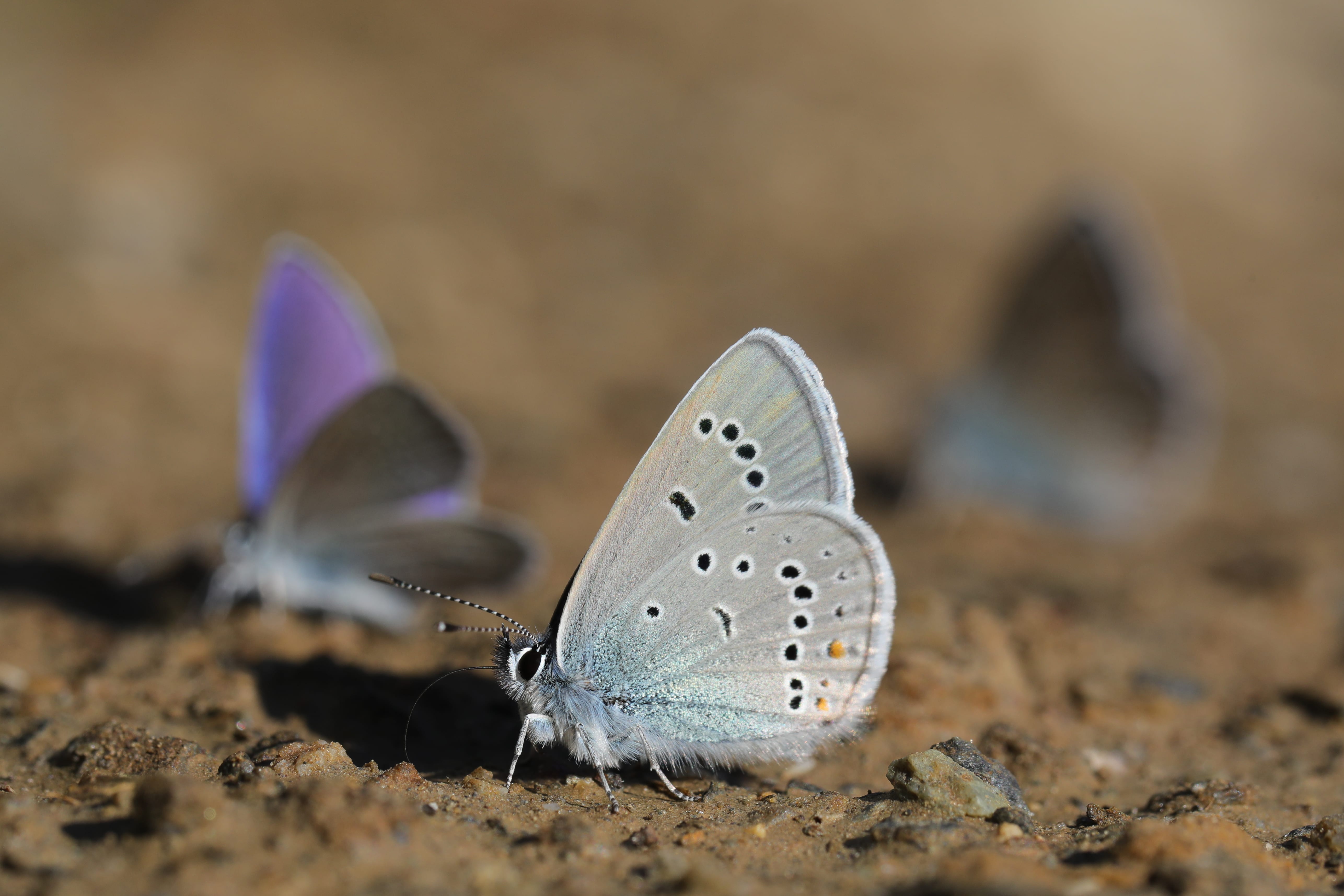 Butterflies flutter by in Turkey – Middle East Monitor