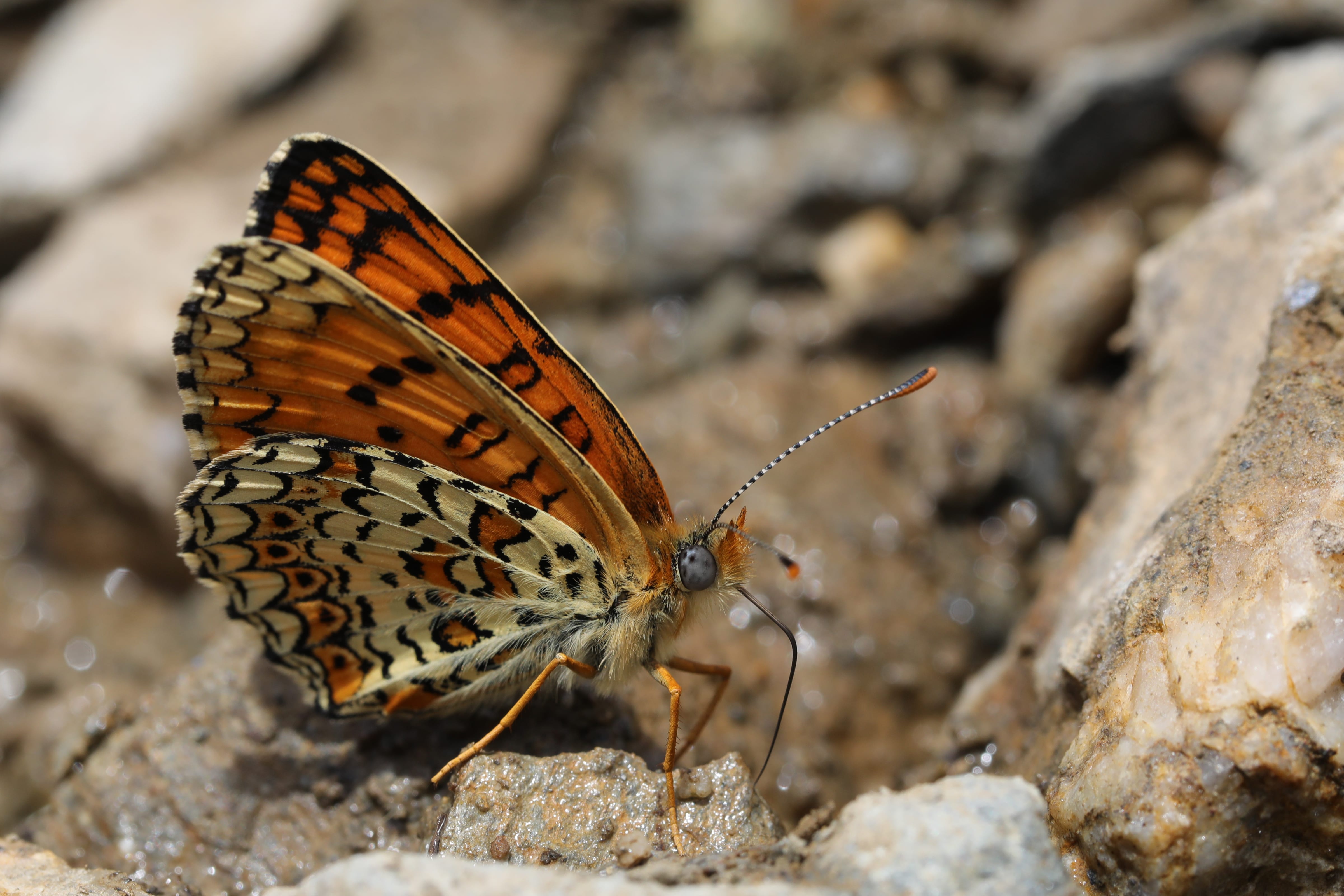 Butterflies flutter by in Turkey – Middle East Monitor