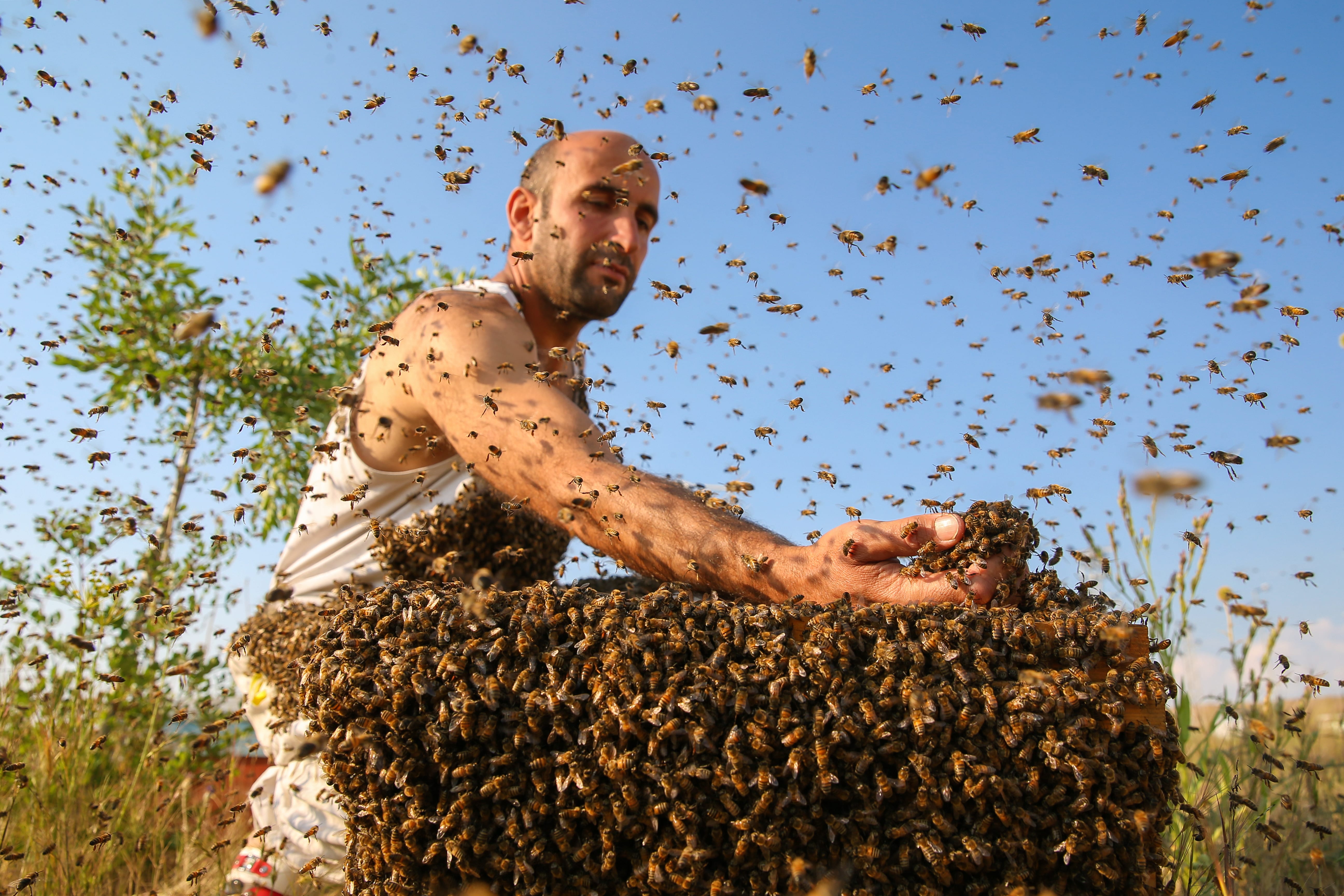 ‘Bee man’ sets sights on new Guinness record for ‘bee wearing’ – Middle ...