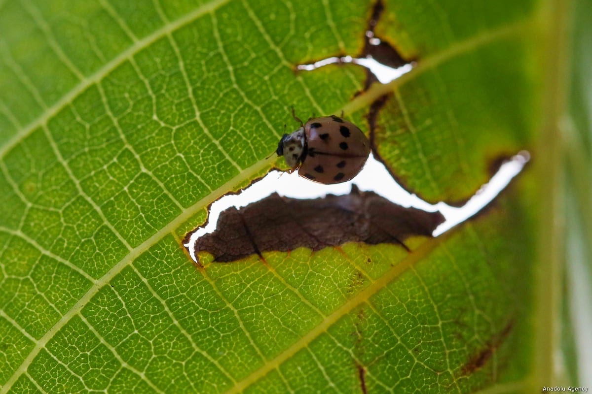 A bug’s life in Turkey – Middle East Monitor