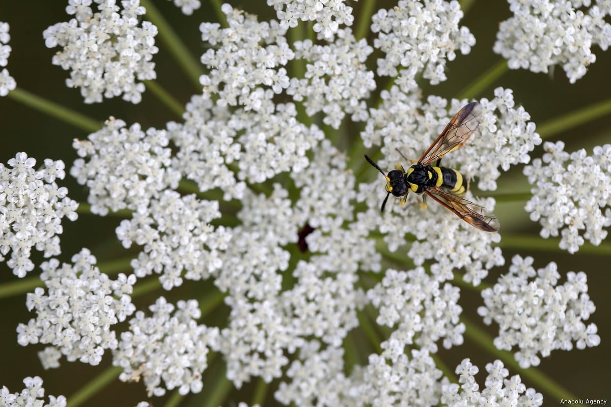 A bug’s life in Turkey – Middle East Monitor