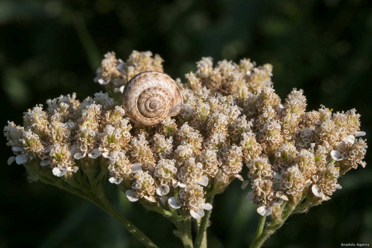 A bug’s life in Turkey – Middle East Monitor