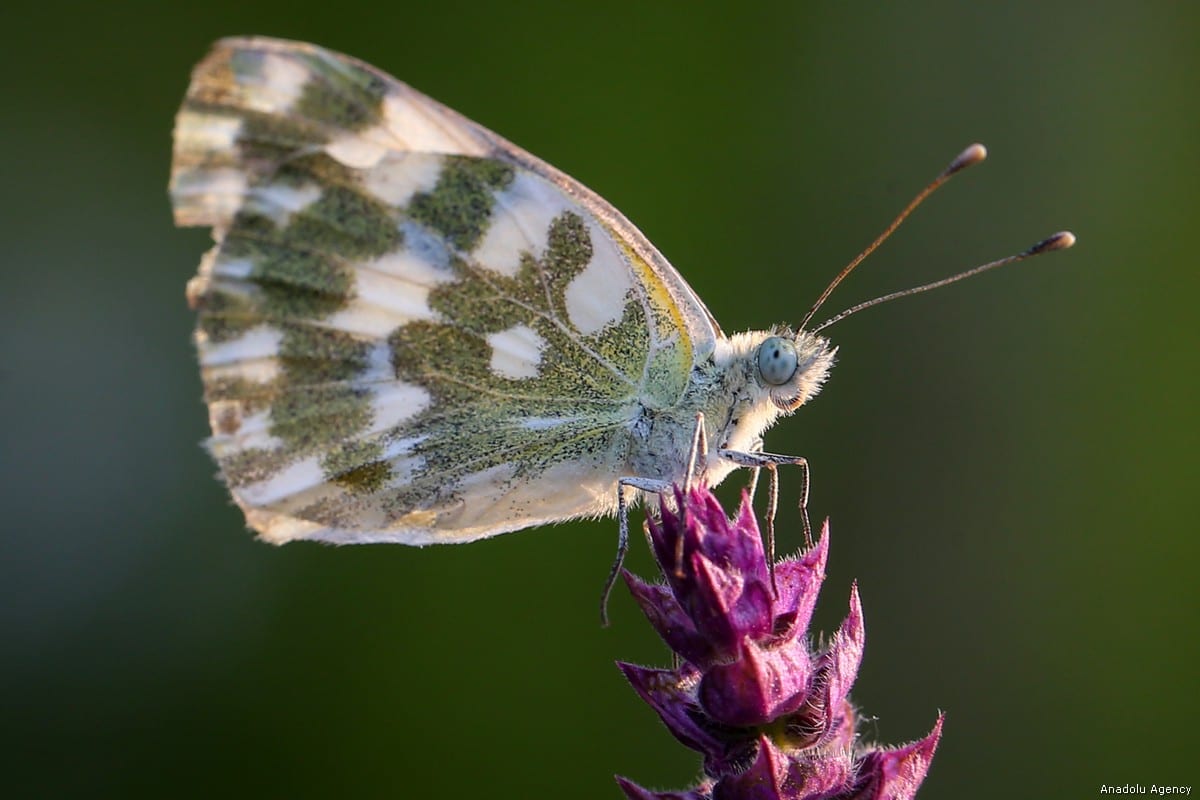 A bug’s life in Turkey – Middle East Monitor