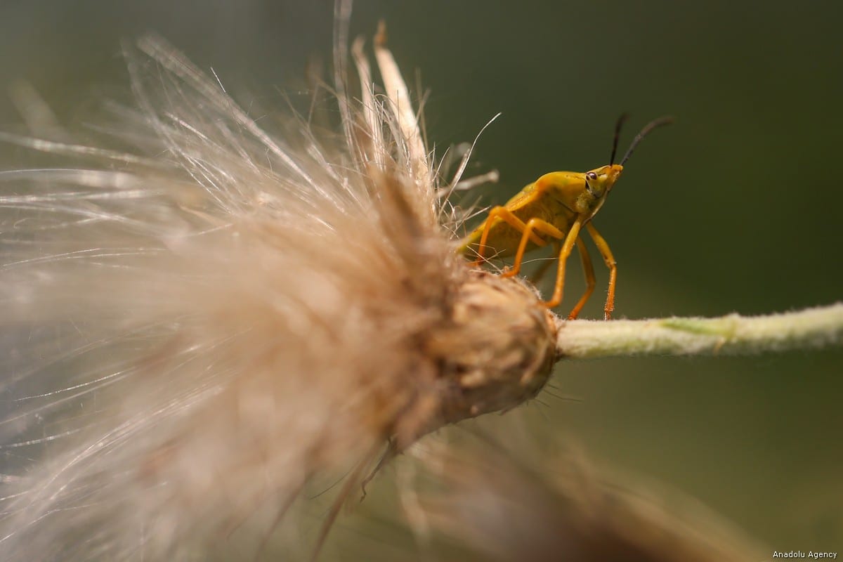 A bug’s life in Turkey – Middle East Monitor