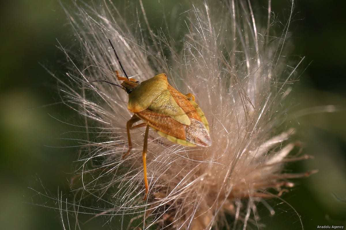 A bug’s life in Turkey – Middle East Monitor