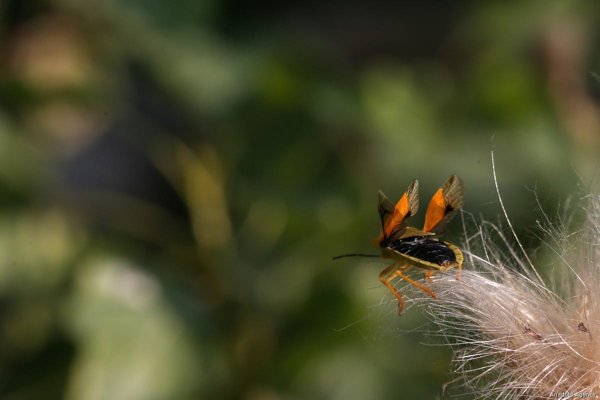 A bug’s life in Turkey – Middle East Monitor