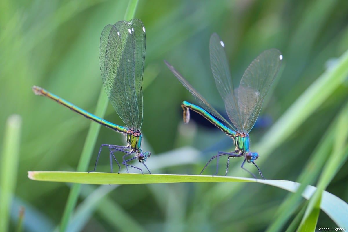 A bug’s life in Turkey – Middle East Monitor