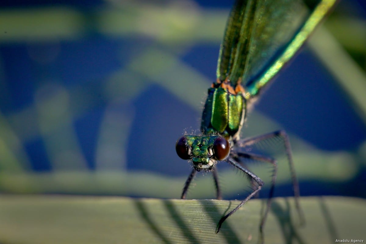 A bug’s life in Turkey – Middle East Monitor