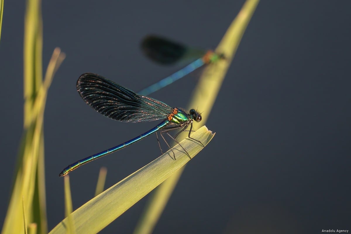 A bug’s life in Turkey – Middle East Monitor