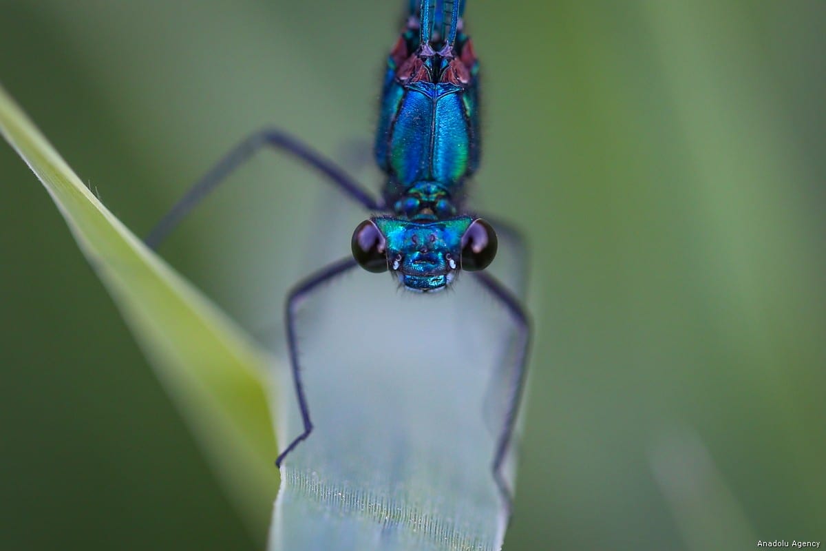 A bug’s life in Turkey – Middle East Monitor