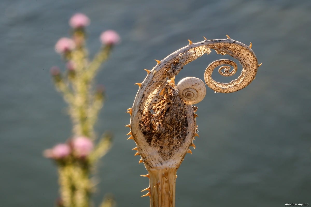 A bug’s life in Turkey – Middle East Monitor