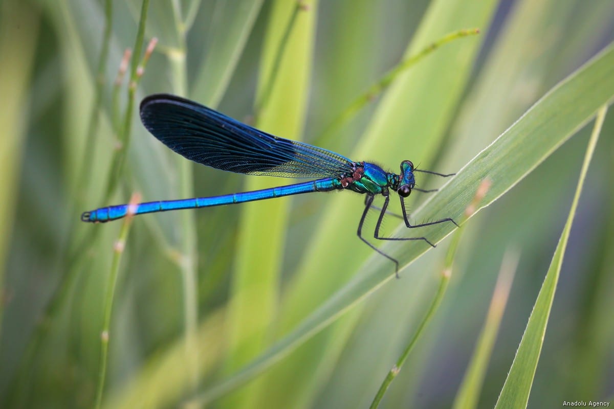 A bug’s life in Turkey – Middle East Monitor