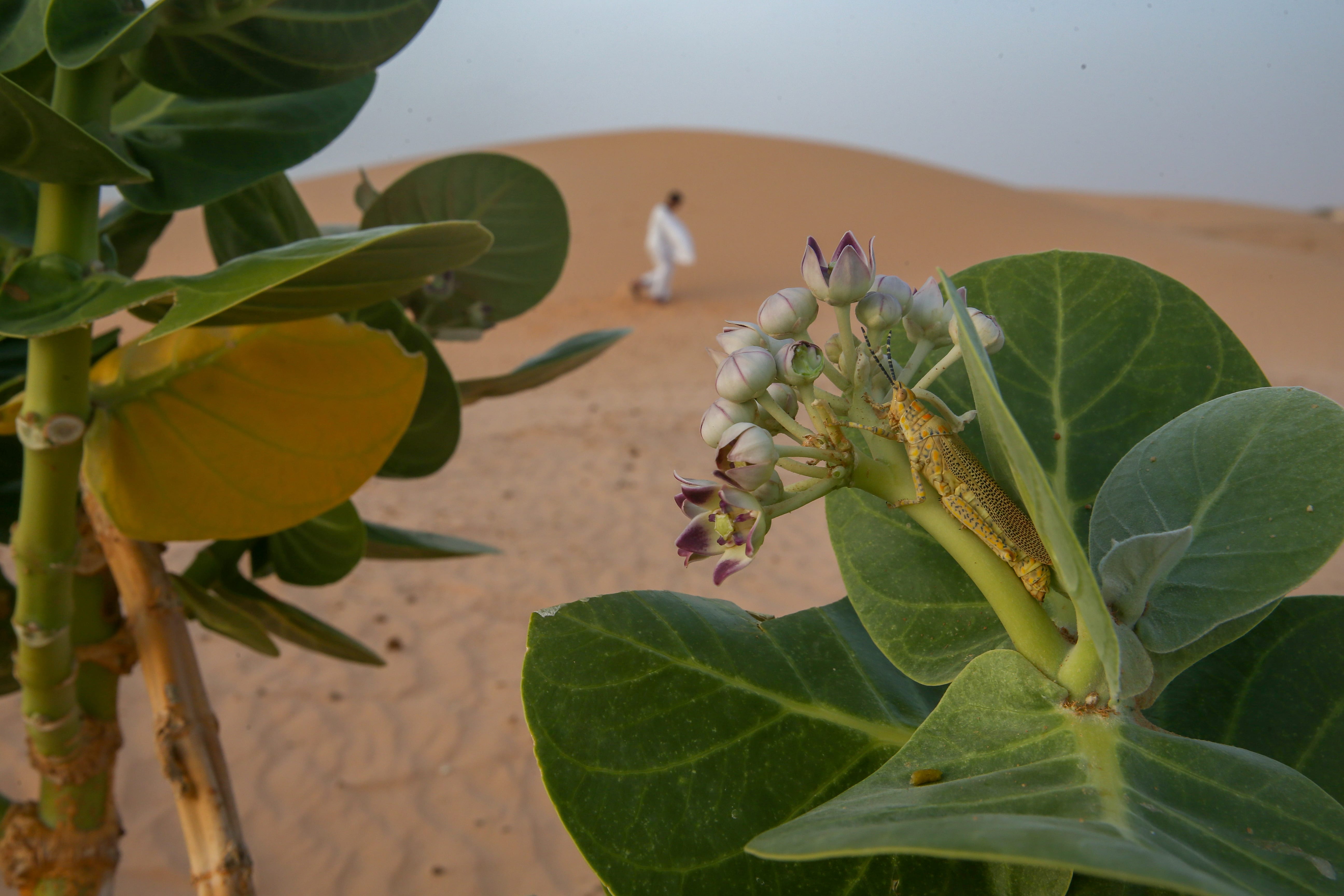 Desert tourism in Mauritania – Middle East Monitor