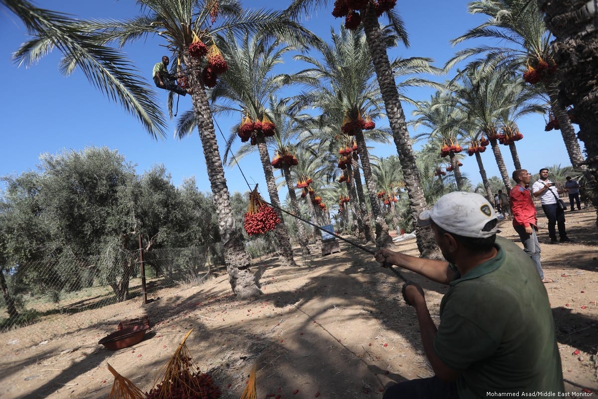 A date with Gaza – Middle East Monitor