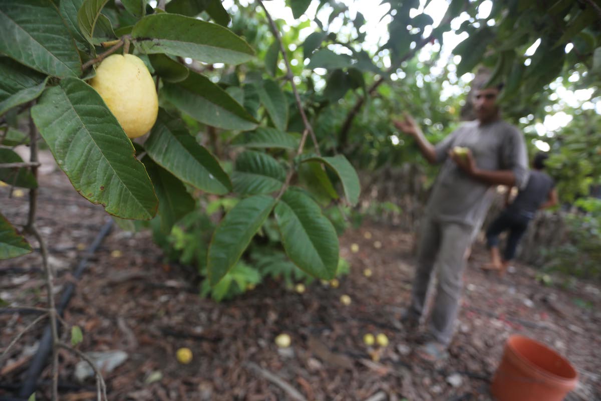 Gaza’s guava season gets underway – Middle East Monitor