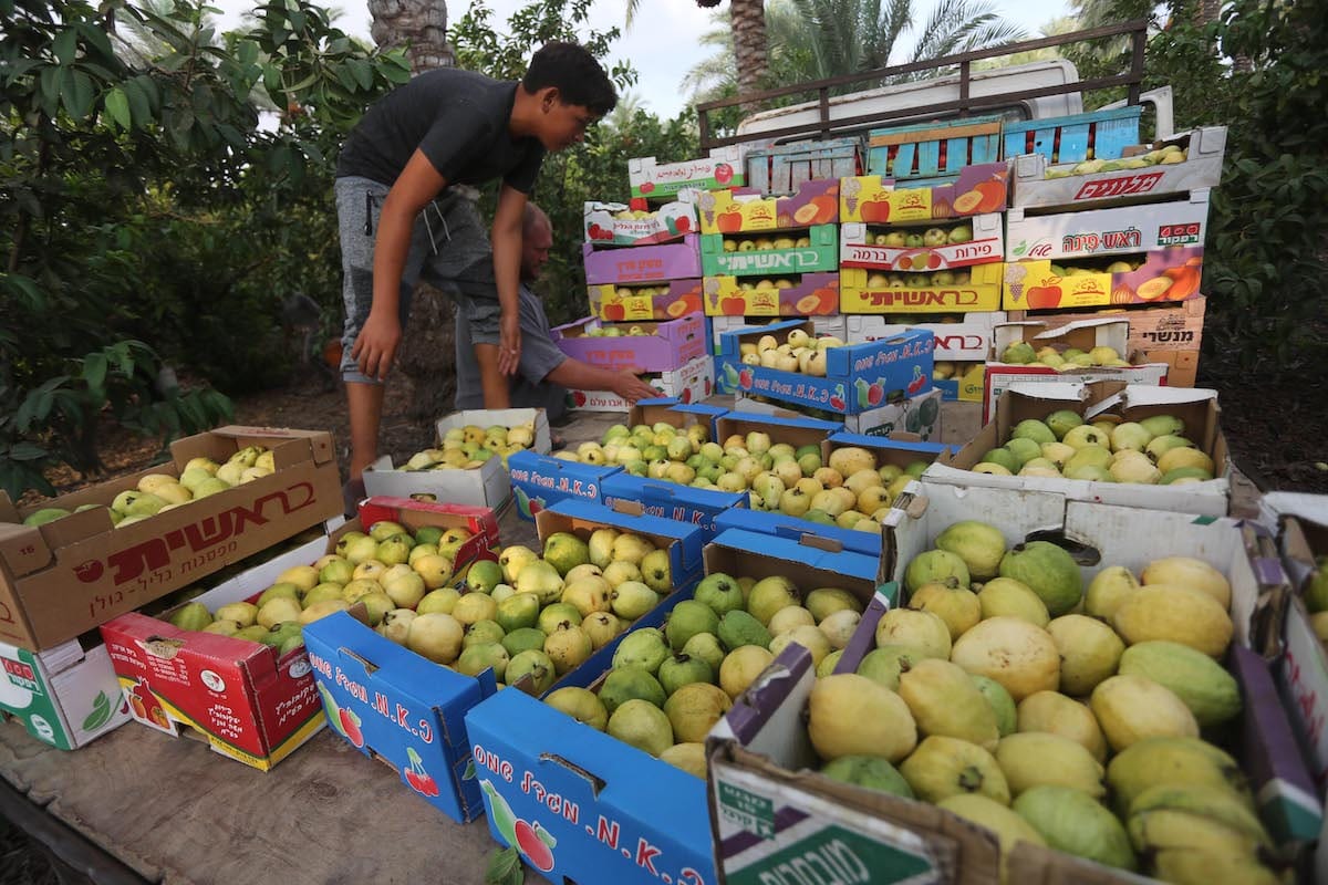 Gaza’s guava season gets underway – Middle East Monitor