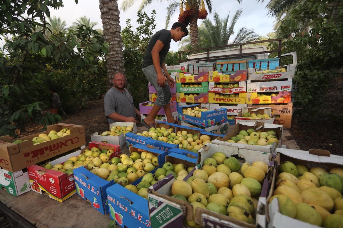 Gaza’s guava season gets underway – Middle East Monitor