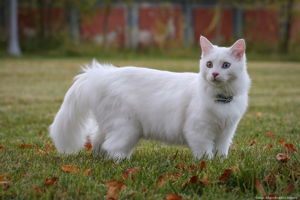 Turkey holds cat beauty pageant – Middle East Monitor