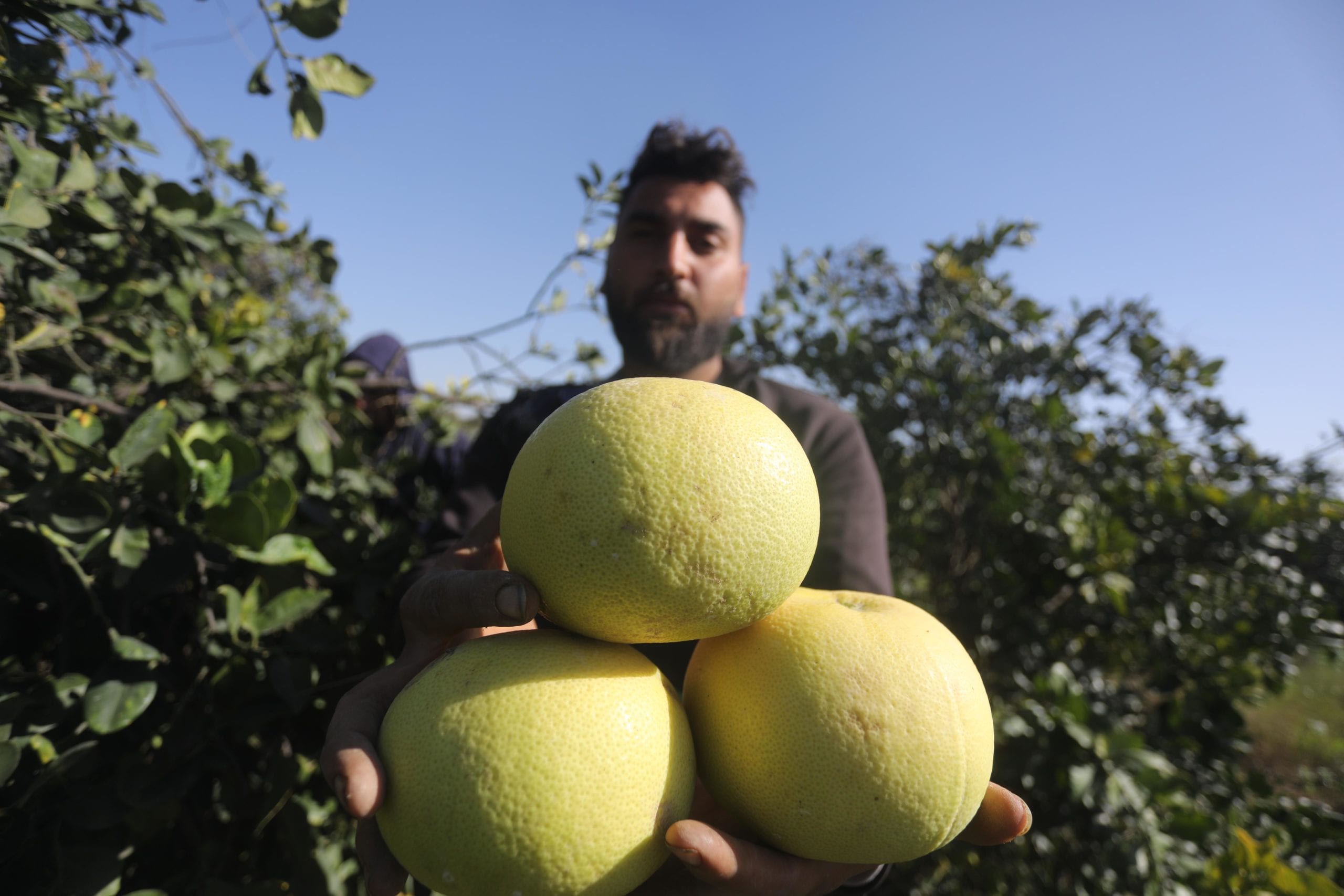Sunshine fruits shine in Gaza this winter – Middle East Monitor