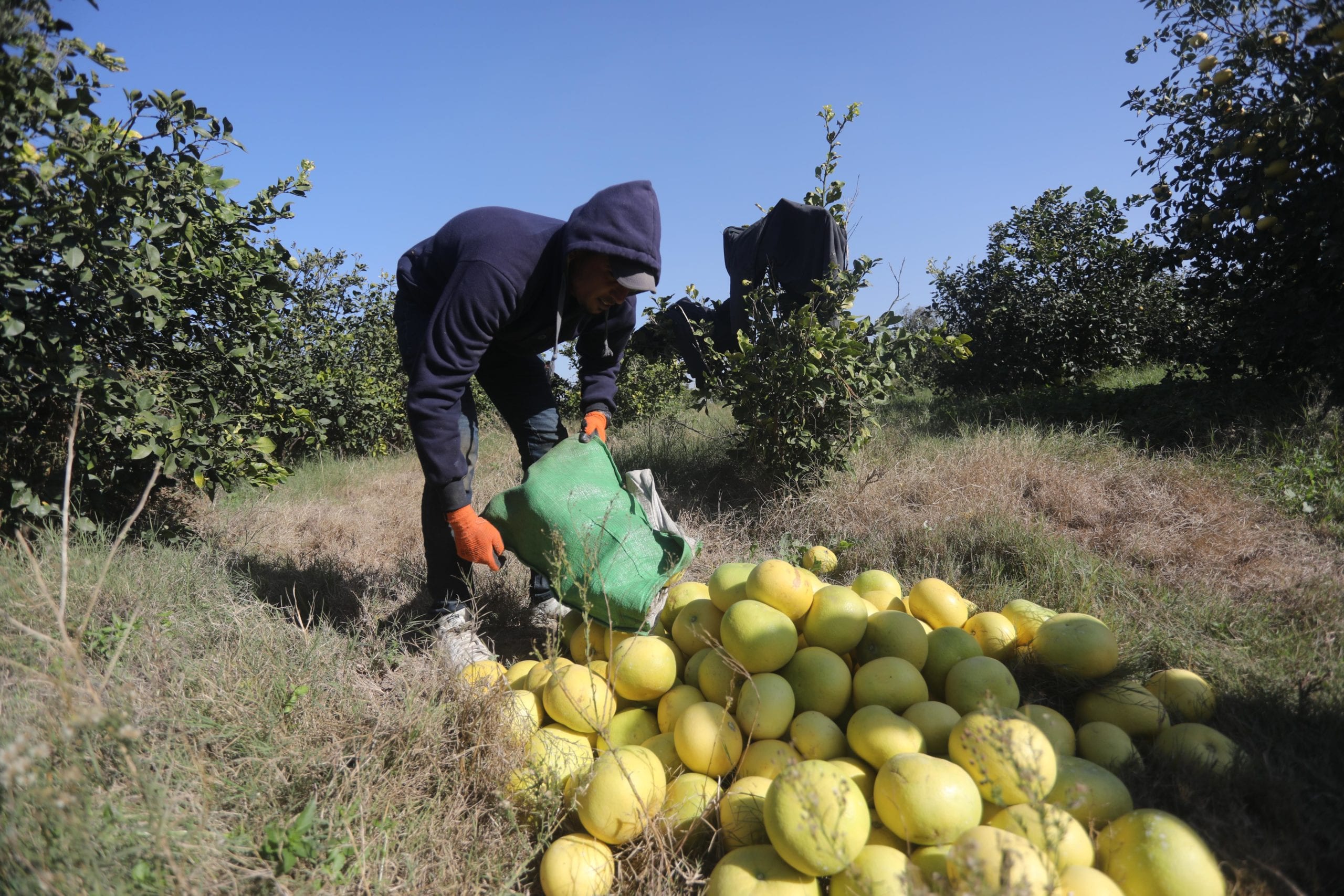 Sunshine fruits shine in Gaza this winter – Middle East Monitor