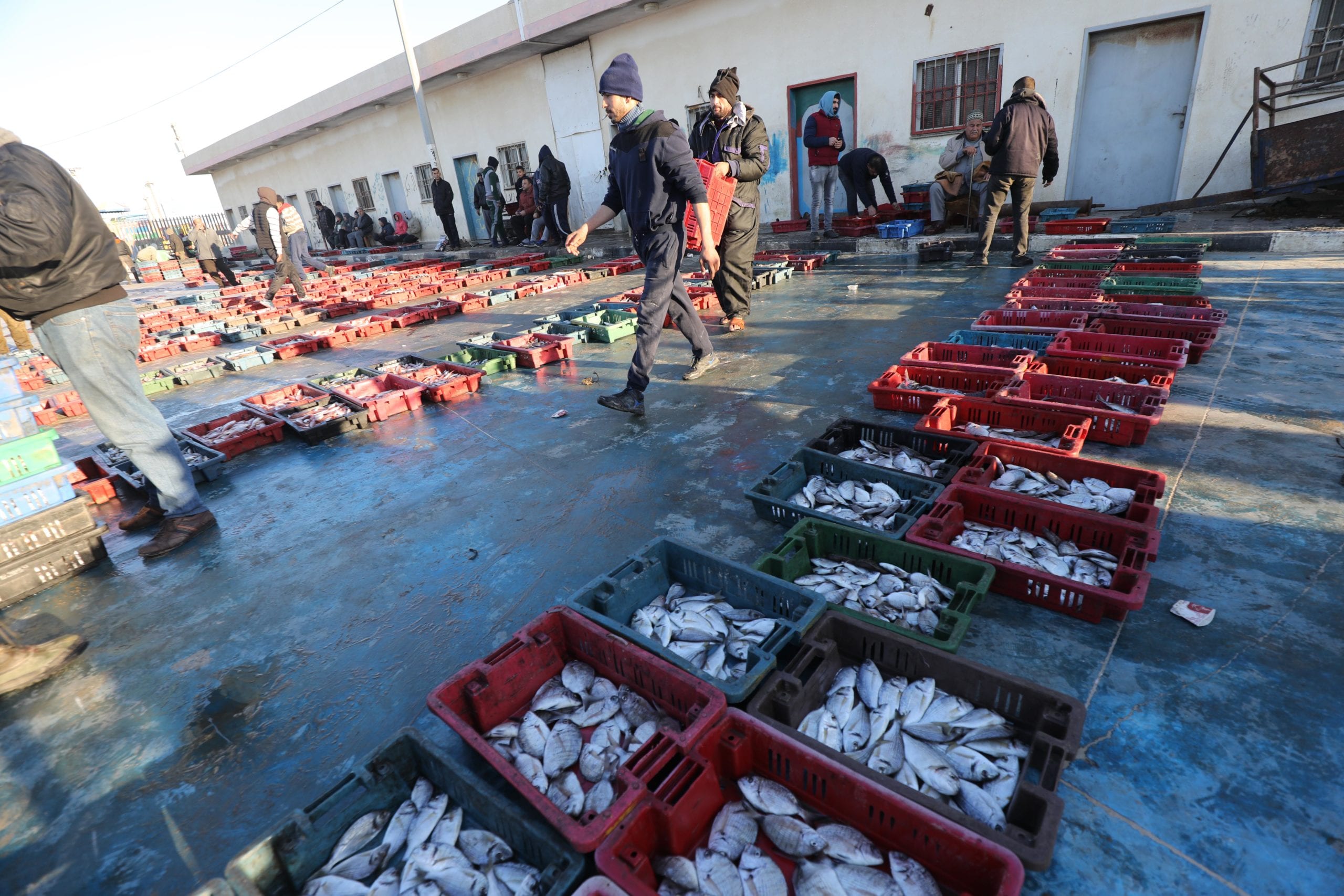 Rare fish breeds appear in Gaza after recent drop in temperature ...