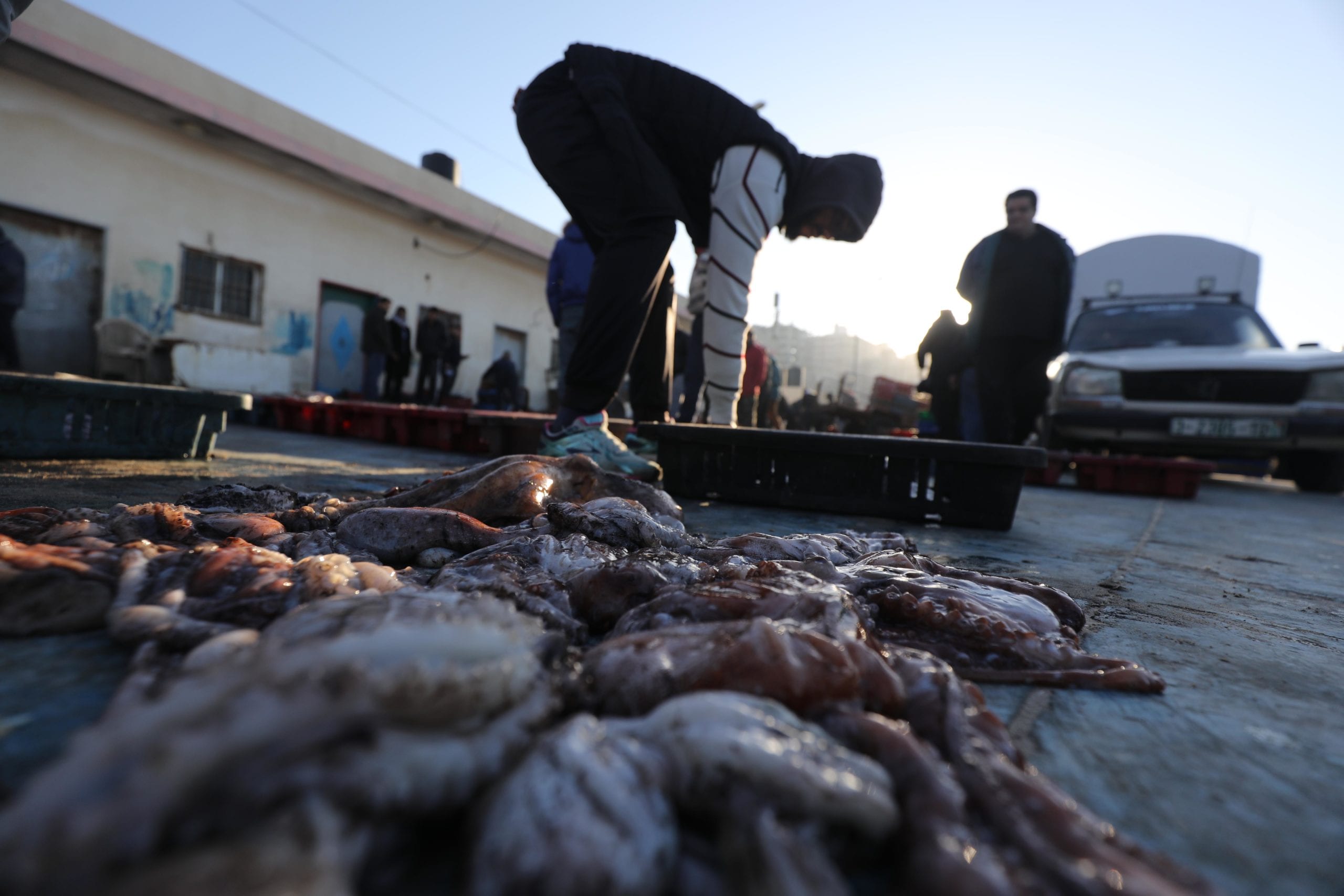 Rare fish breeds appear in Gaza after recent drop in temperature ...