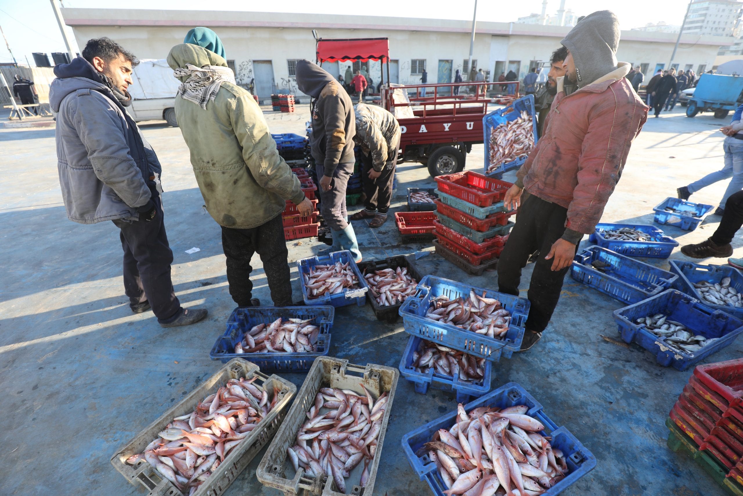 Rare fish breeds appear in Gaza after recent drop in temperature ...