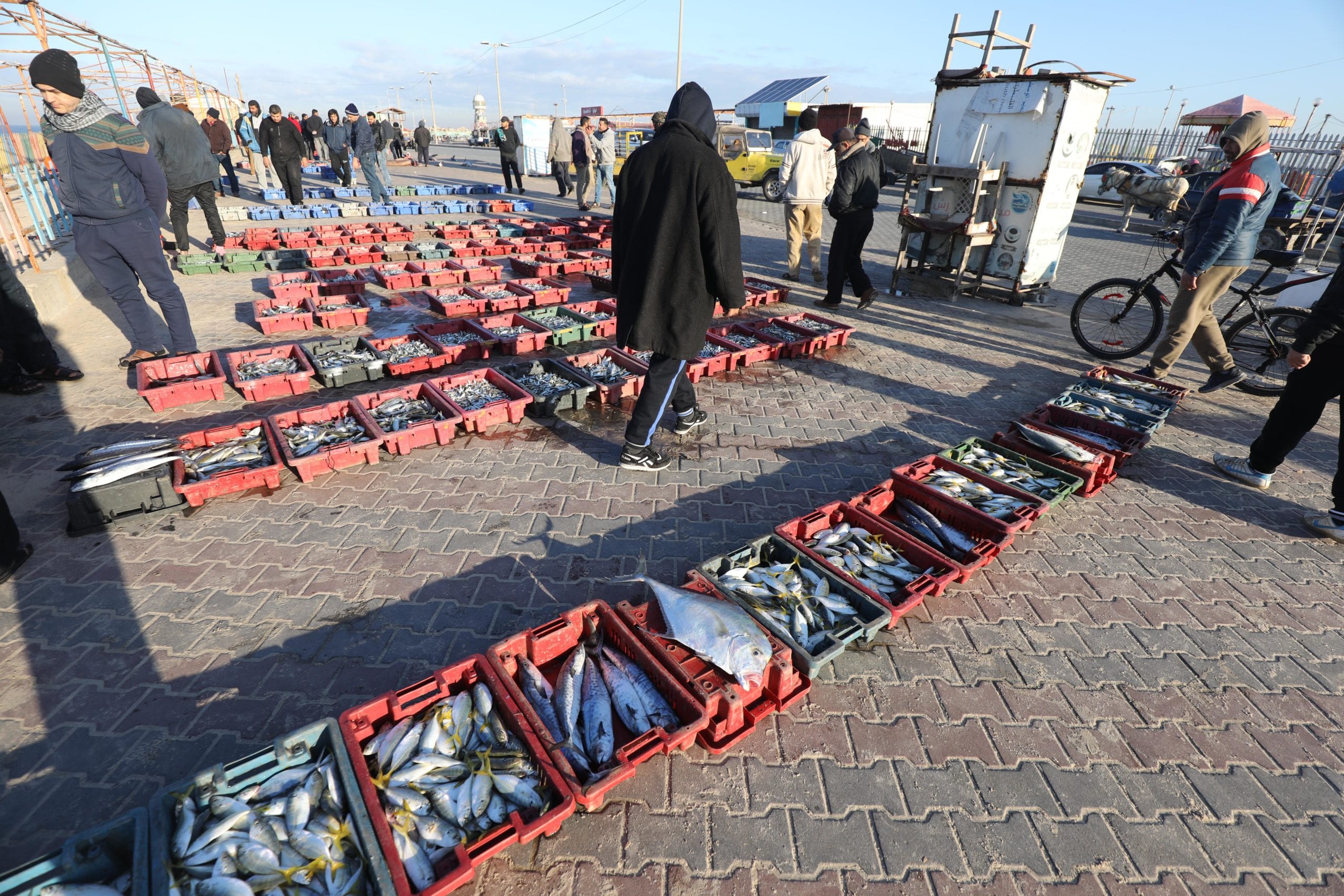 Rare fish breeds appear in Gaza after recent drop in temperature ...