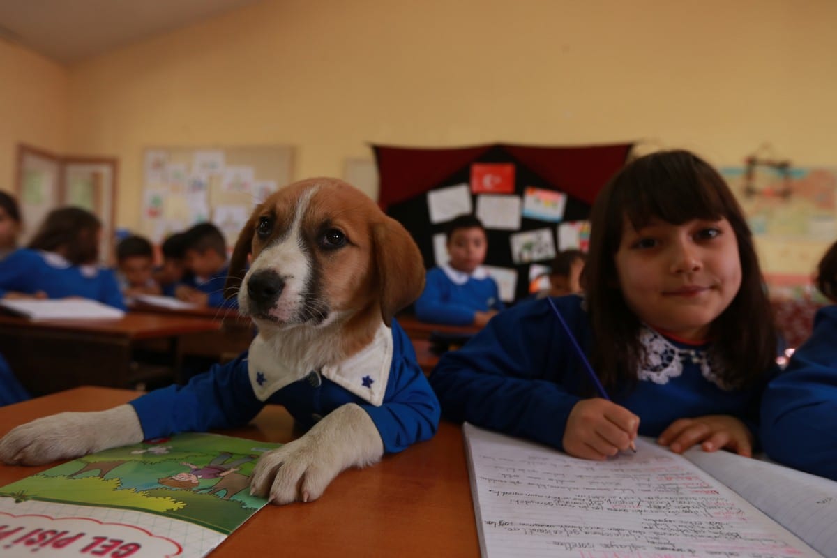 Dog enrols in Turkish school – Middle East Monitor