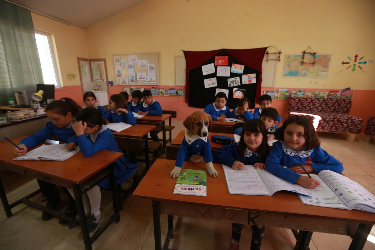 Dog enrols in Turkish school – Middle East Monitor