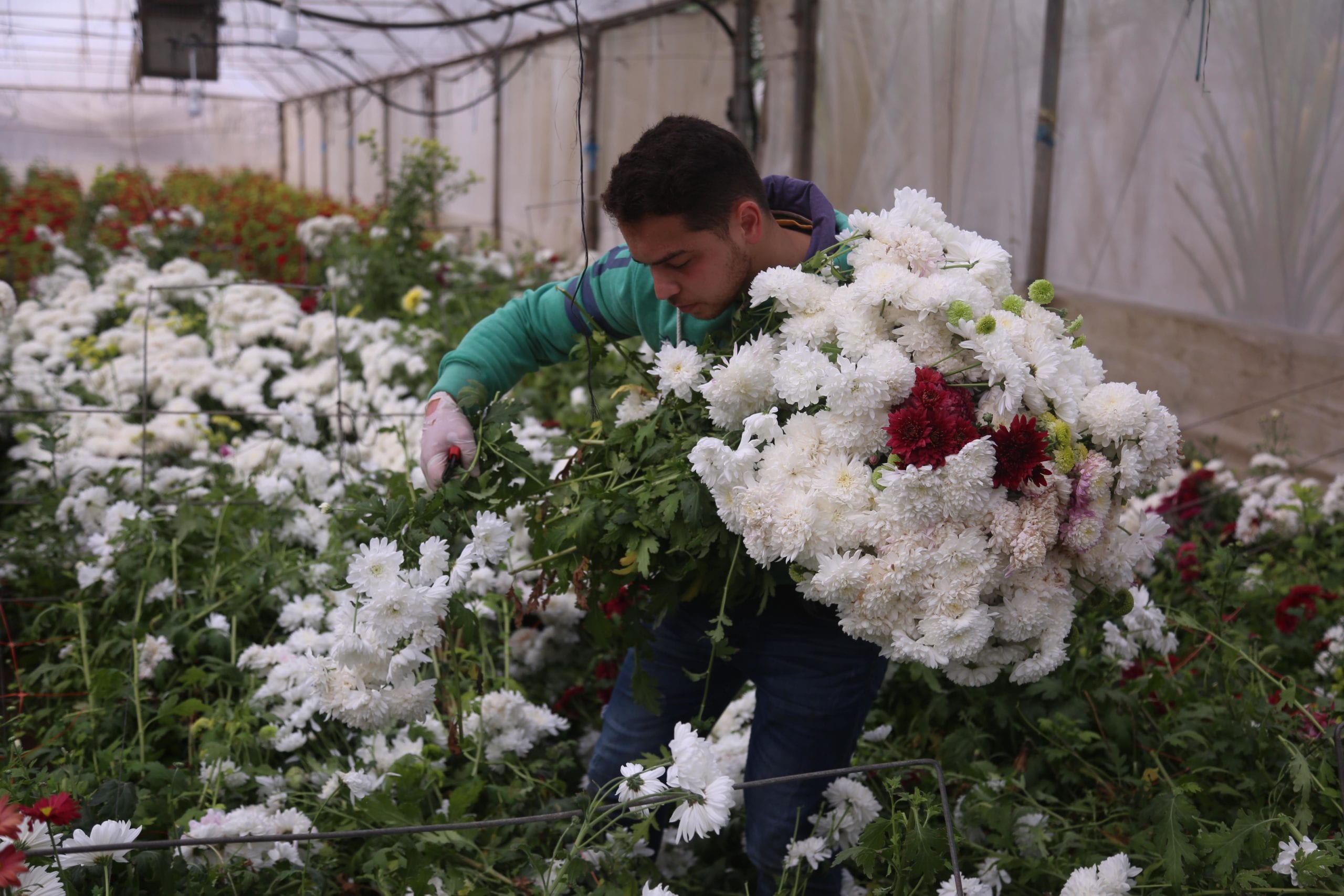 Coronavirus nips Gaza’s flower market in the bud – Middle East Monitor