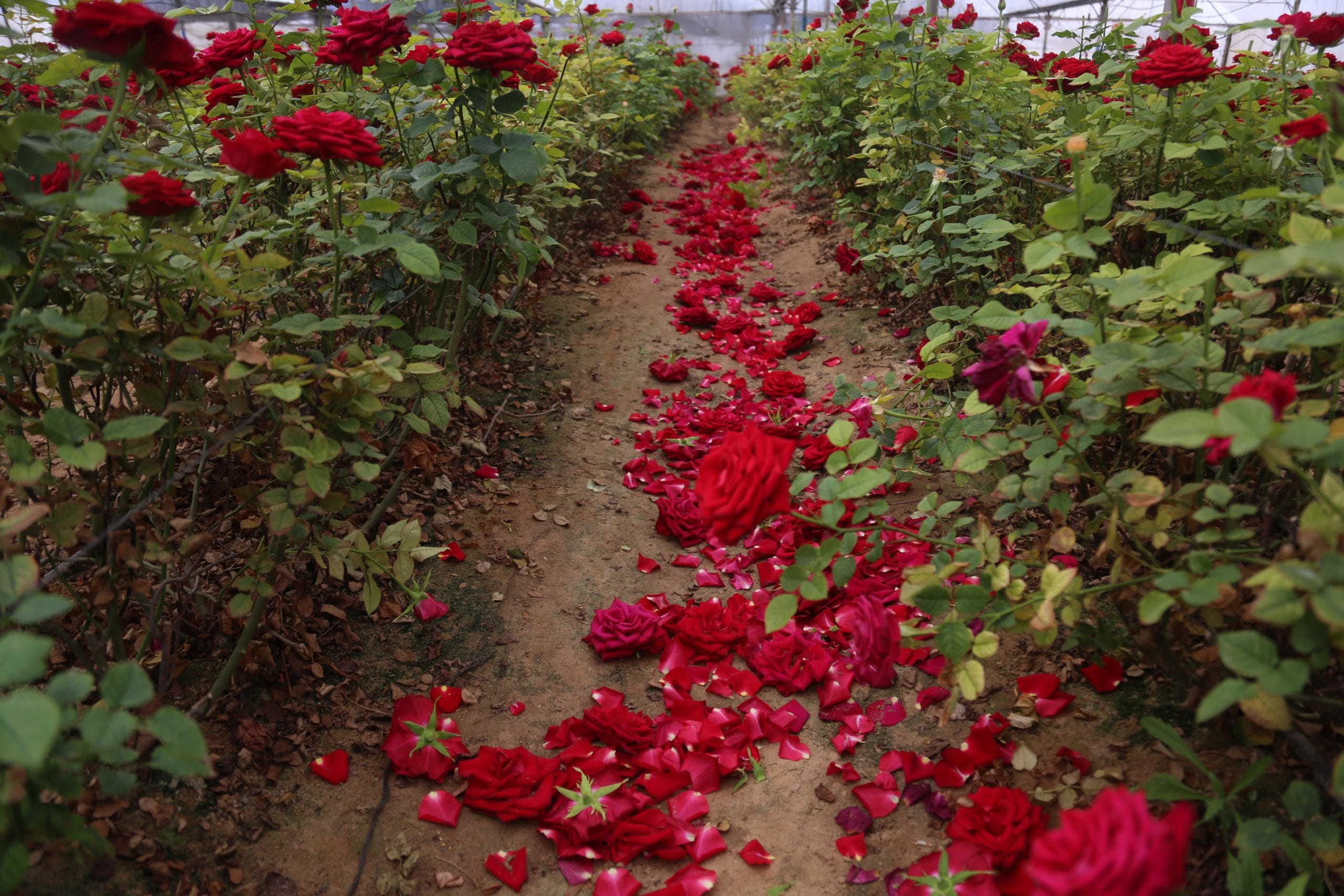 Coronavirus nips Gaza’s flower market in the bud – Middle East Monitor