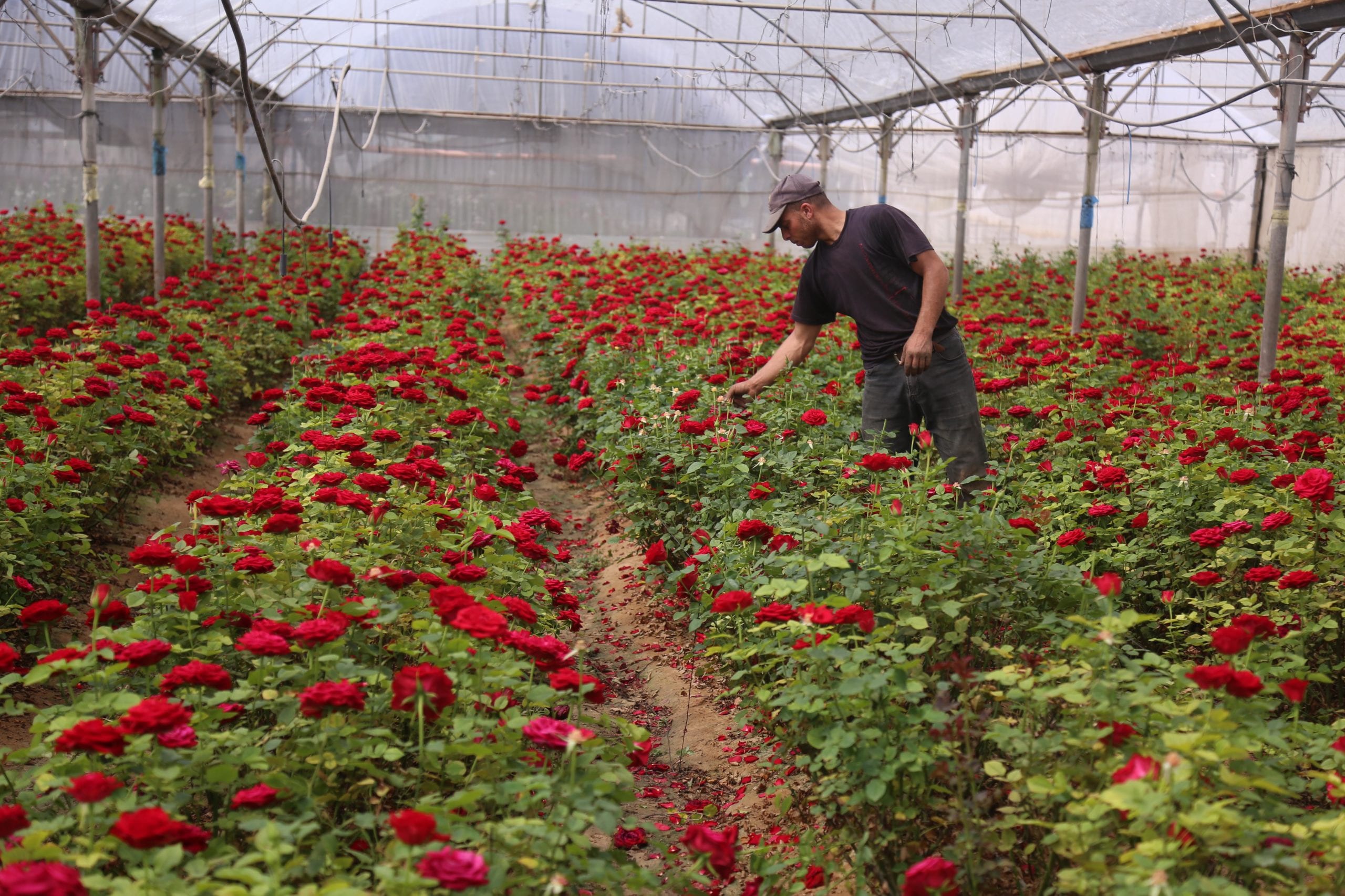 Coronavirus nips Gaza’s flower market in the bud – Middle East Monitor