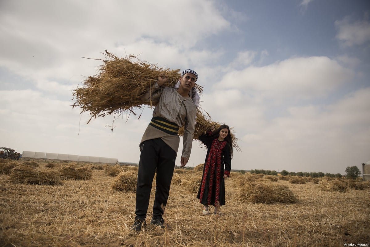 Wheat harvest in Gaza – Middle East Monitor
