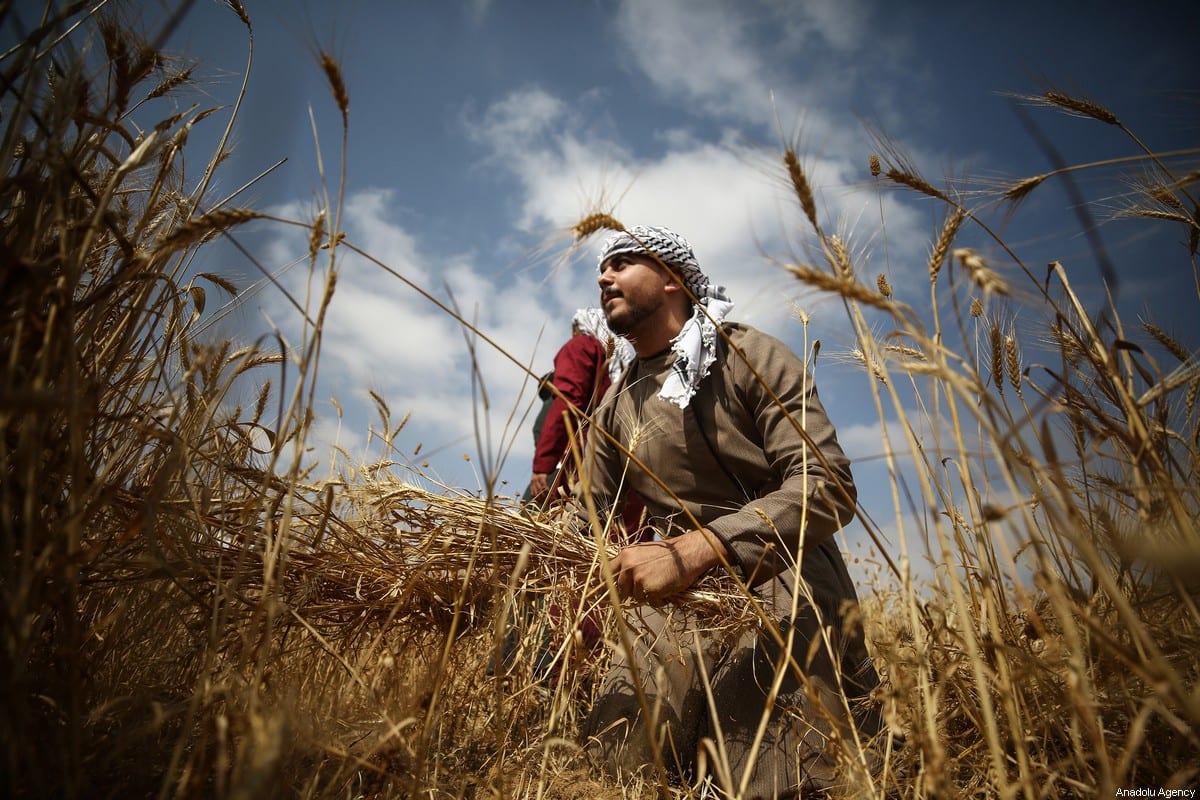 Wheat harvest in Gaza – Middle East Monitor