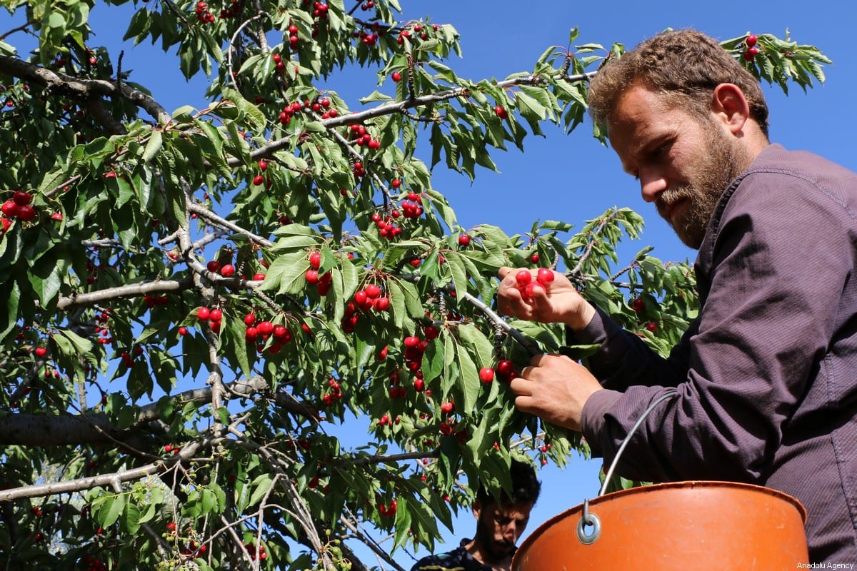 Cherry season in Syria’s Idlib – Middle East Monitor