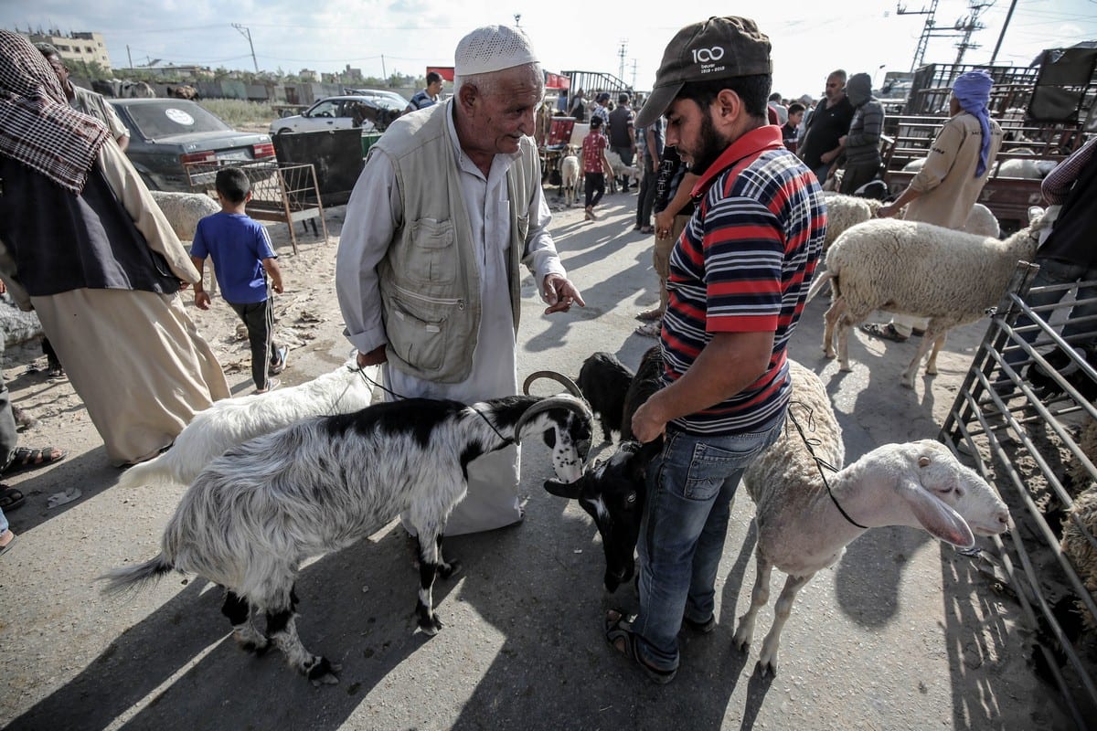 Gaza has few lambs heading to the slaughter this Eid – Middle East Monitor