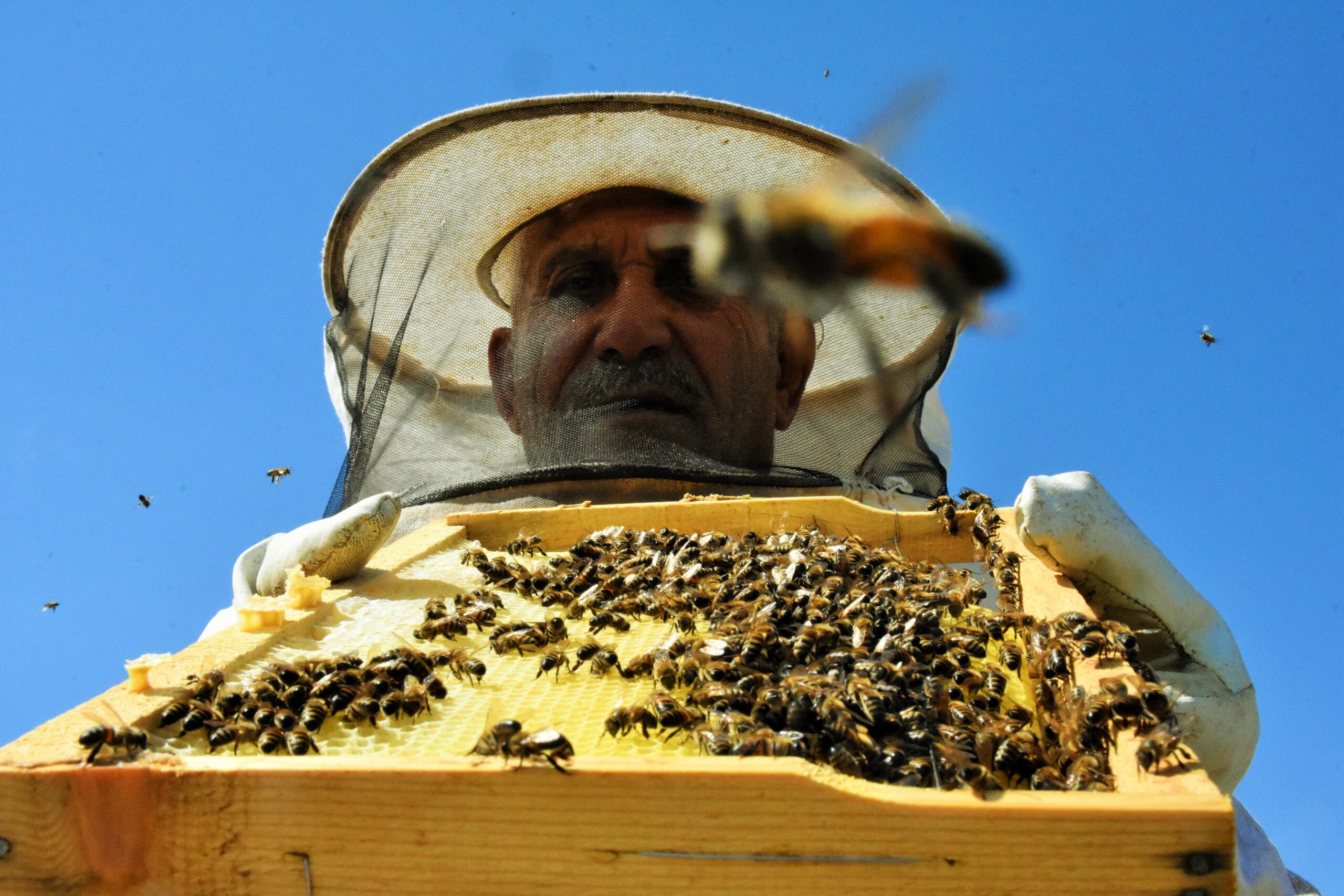 Beekeeping in Turkey’s Mus province – Middle East Monitor