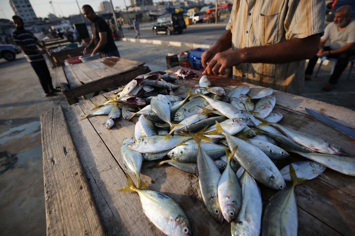 Gaza fishermen’s large hauls, 18 days after Israel stops access to the ...