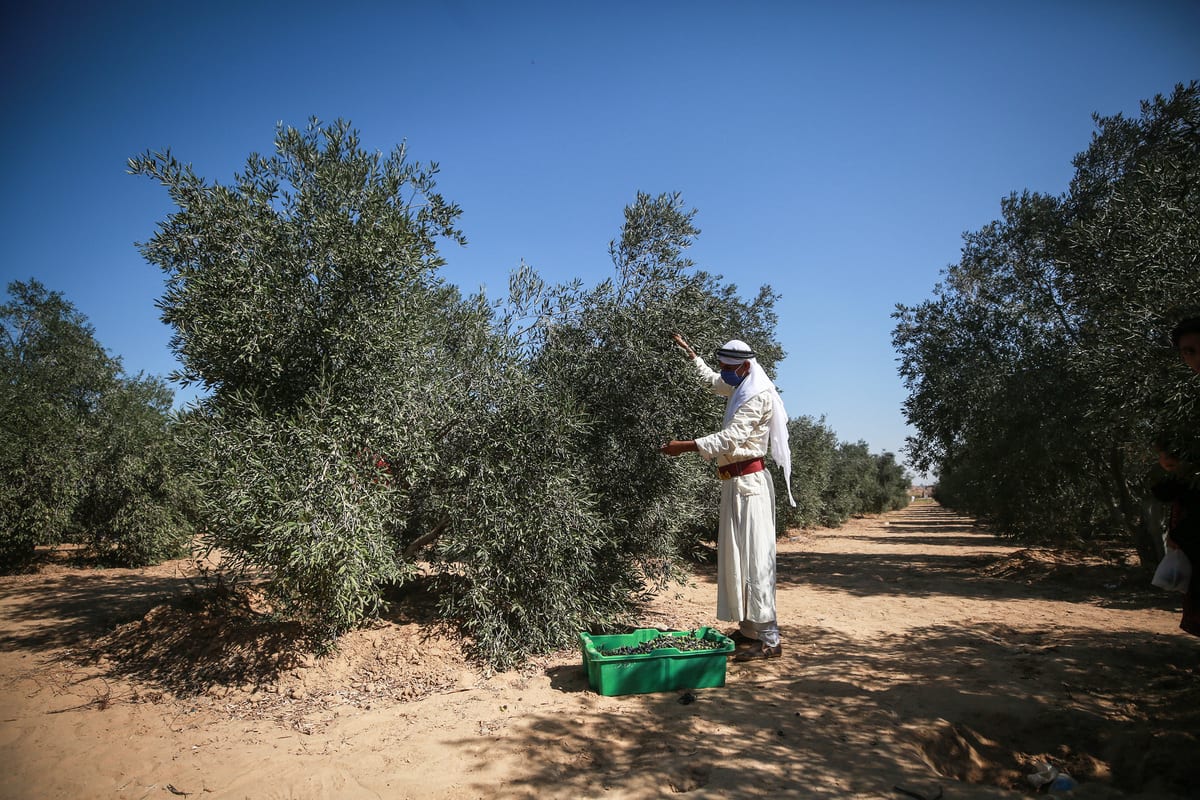 Olive harvest in Gaza – Middle East Monitor