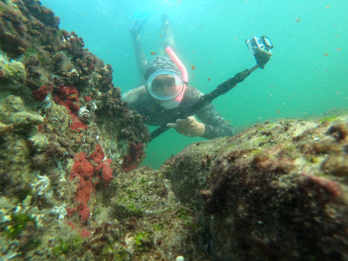 MEMO photographer starts to document Gaza’s marine life – Middle East ...