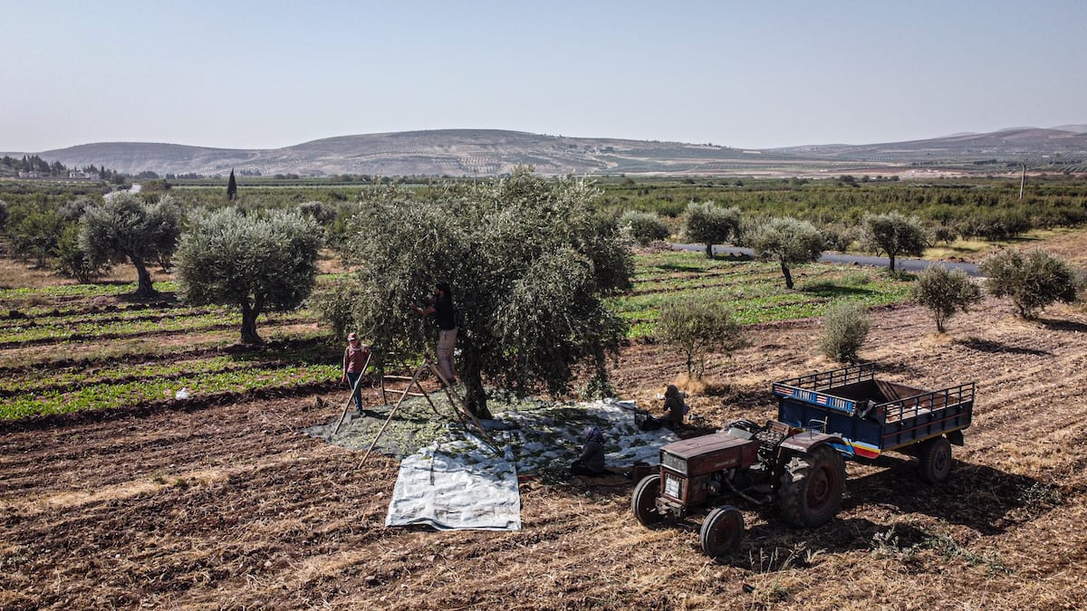 IDLIB, SYRIA – NOVEMBER 21: Syrian farmers harvest olives in Idlib ...