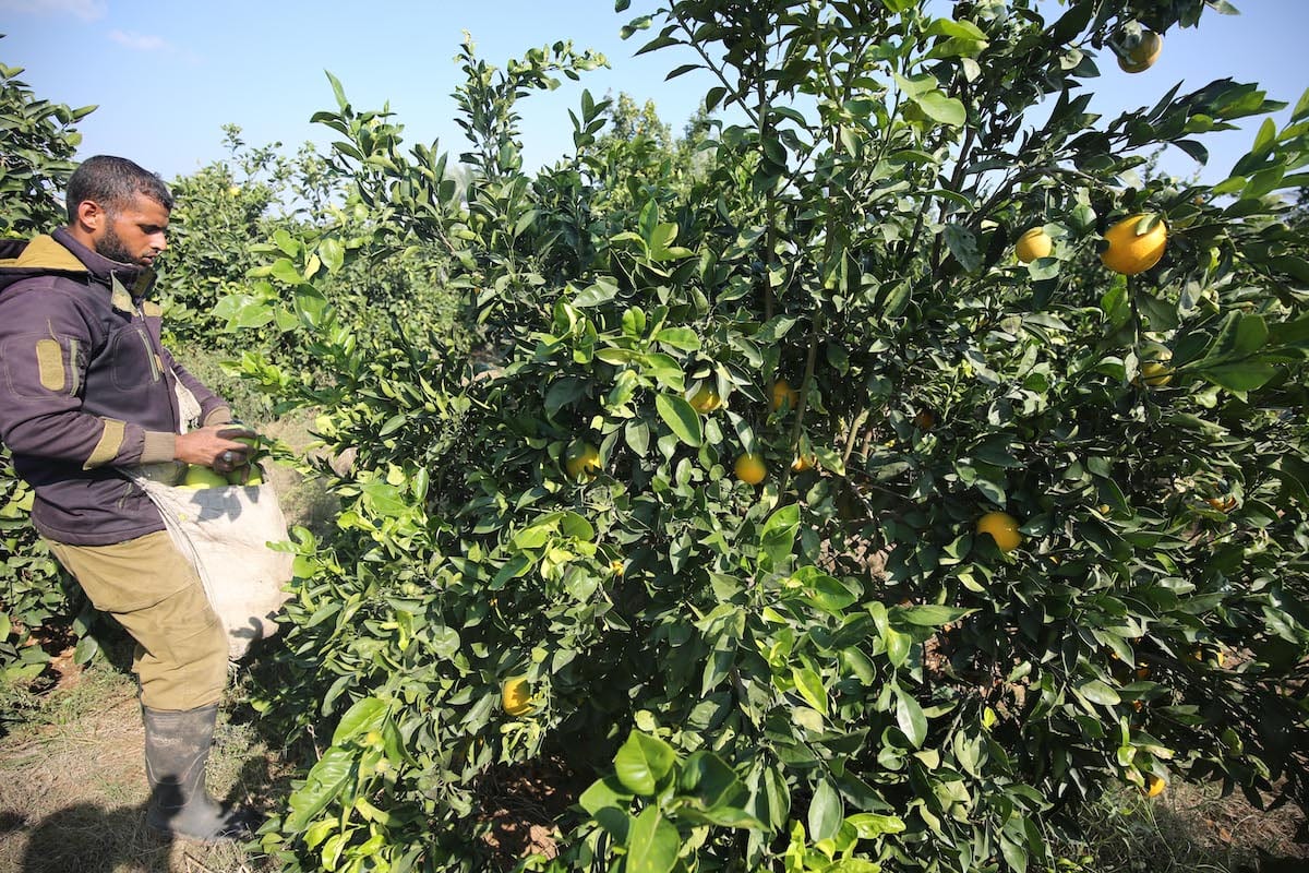 Citrus fruit harvest in Gaza – Middle East Monitor