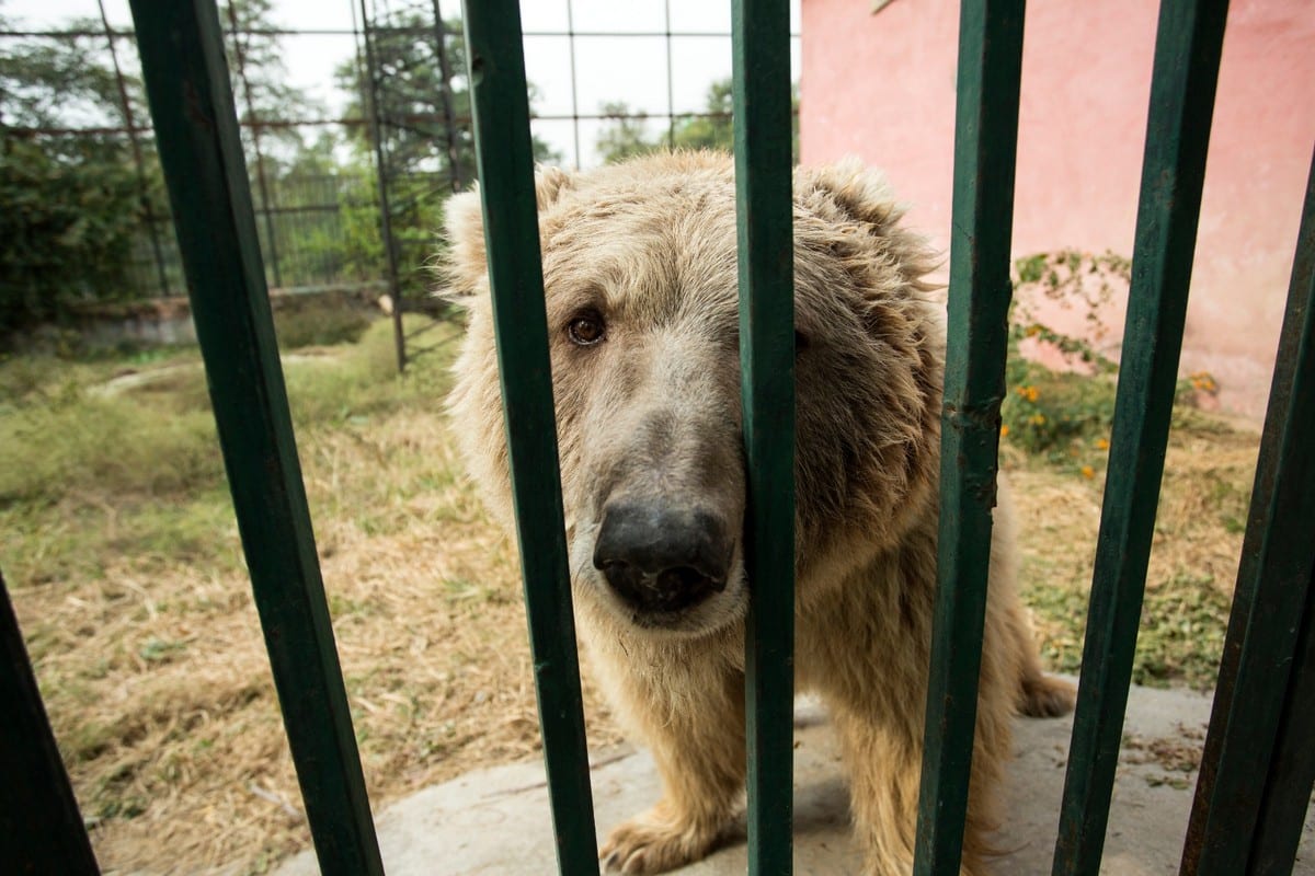 Sickly bears leave Pakistan zoo for a sanctuary in Jordan – Middle East ...