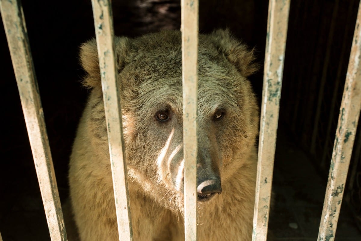 Sickly bears leave Pakistan zoo for a sanctuary in Jordan – Middle East ...