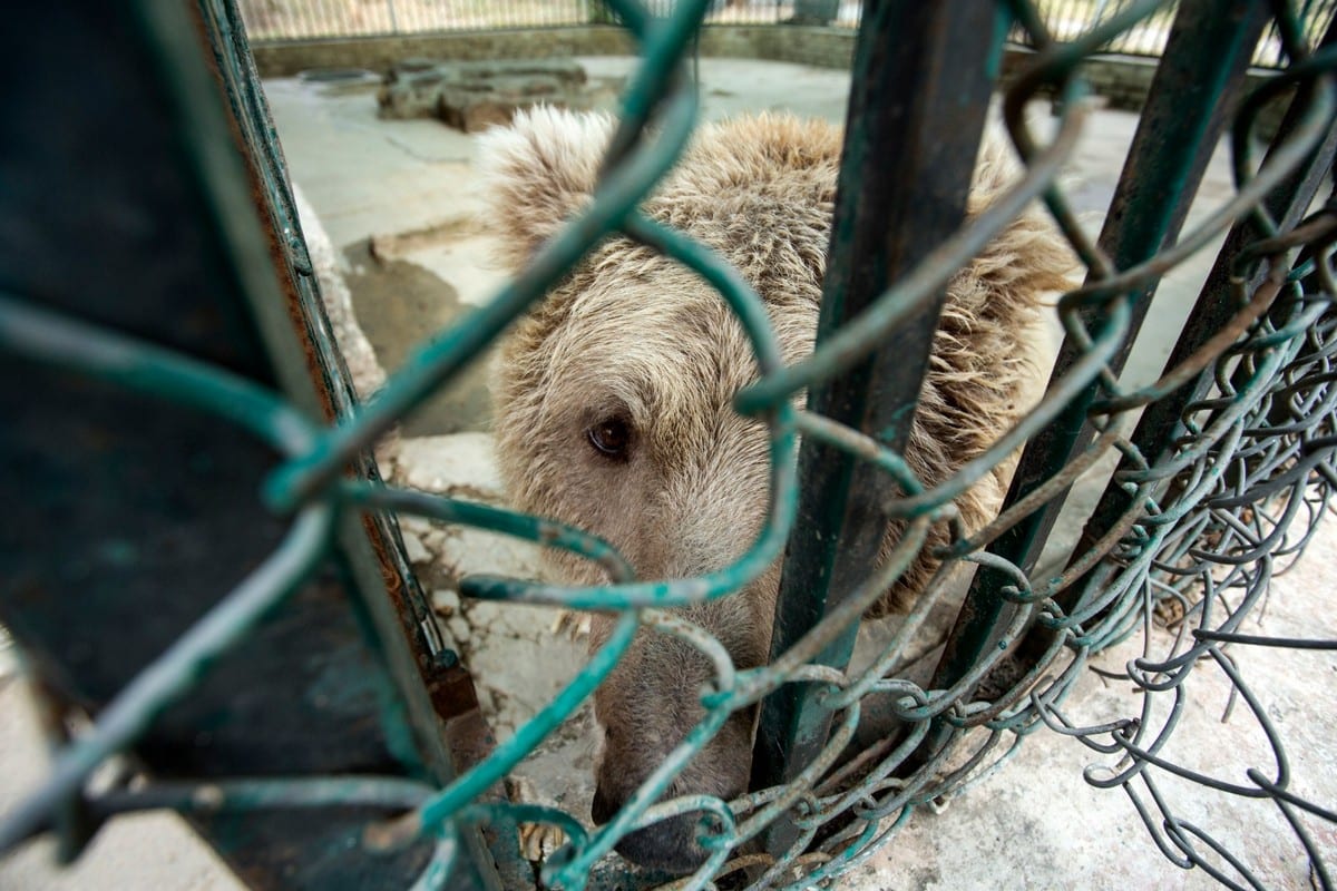 Sickly bears leave Pakistan zoo for a sanctuary in Jordan – Middle East ...